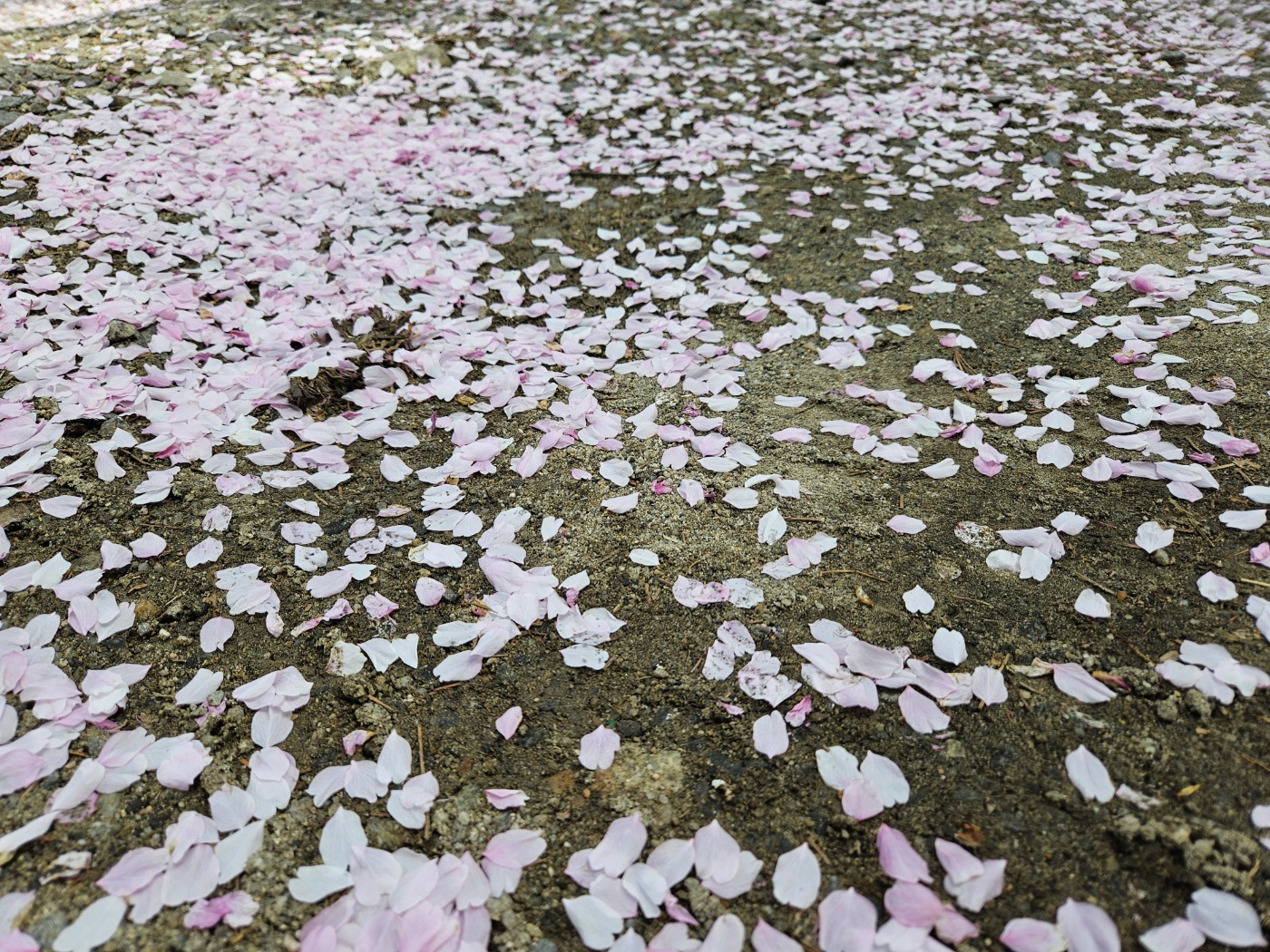 내일날씨, 전국 흐리고 비…더위 꺾여 낮 기온 15∼26도 | bnt뉴스