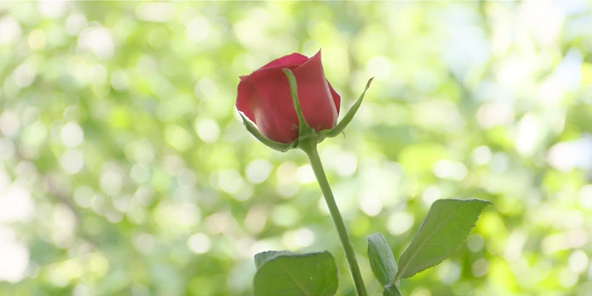 김재중, ‘FLOWER GARDEN’ 인서트 비디오 공개...‘감성적 분위기’ | bnt뉴스