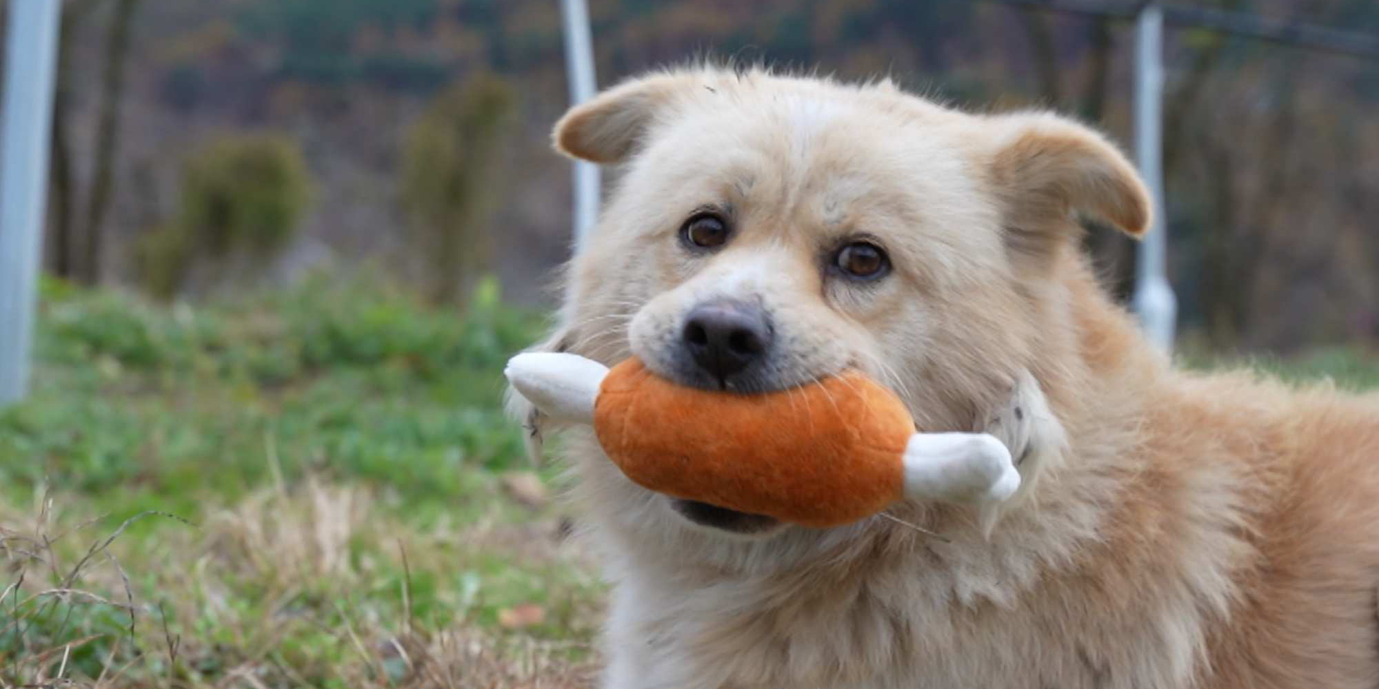 ‘TV 동물농장’ 밀당 고수 ‘누렁이’의 행방은? | bnt뉴스