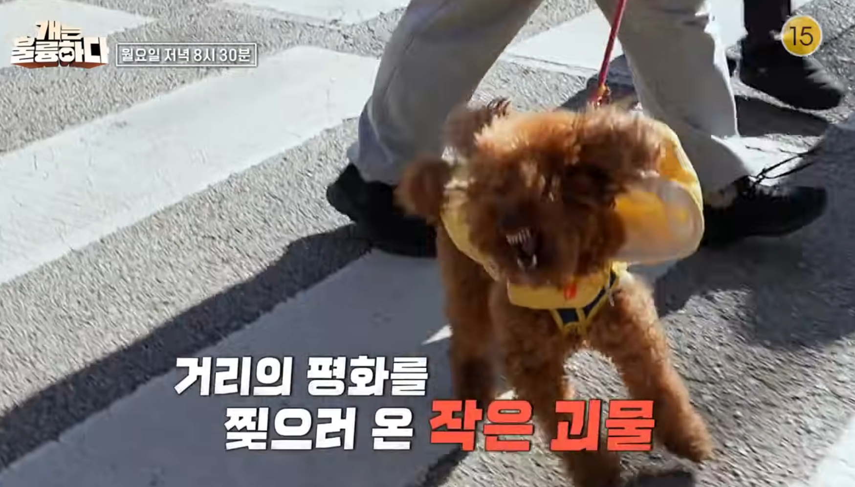 '개는 훌륭하다' 초코 vs 최민혁 훈련사 | bnt뉴스